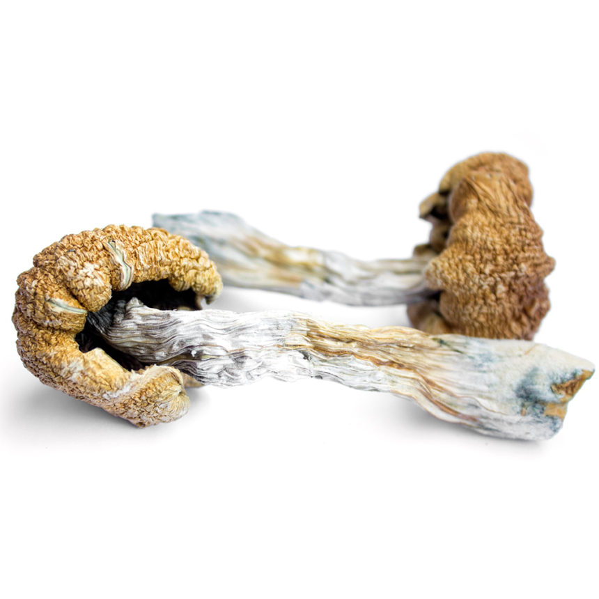 28 Grams Dried Mushrooms - P Subs (Psilocybe Subaeruginosa) - Get Well ...